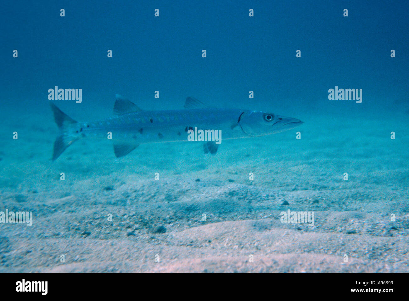 Great barracuda florida keys hi-res stock photography and images - Alamy