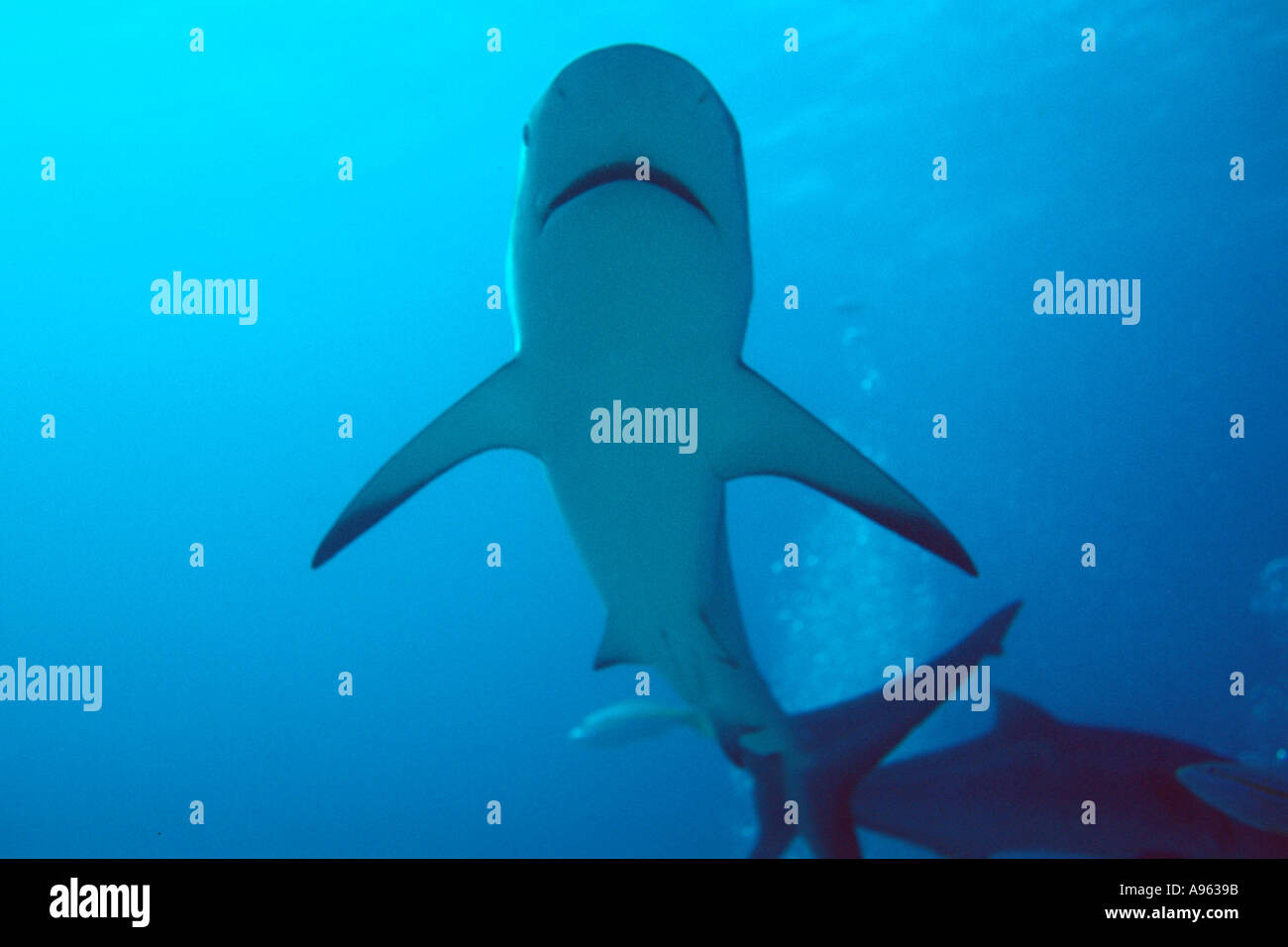 Caribbean reef shark ventral view Carcharhinus perezi Freeport Bahamas ...