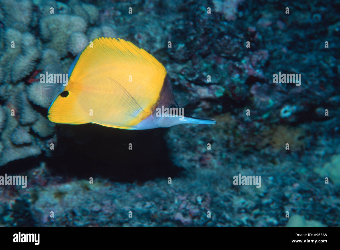 Longnose butterflyfish at night Forcipiger longirostris Oahu Hawaii N ...