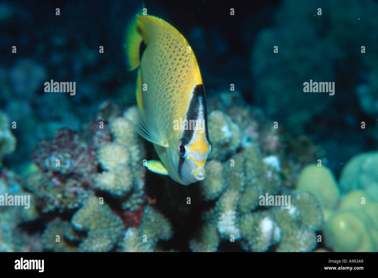 Miletseed hi-res stock photography and images - Alamy