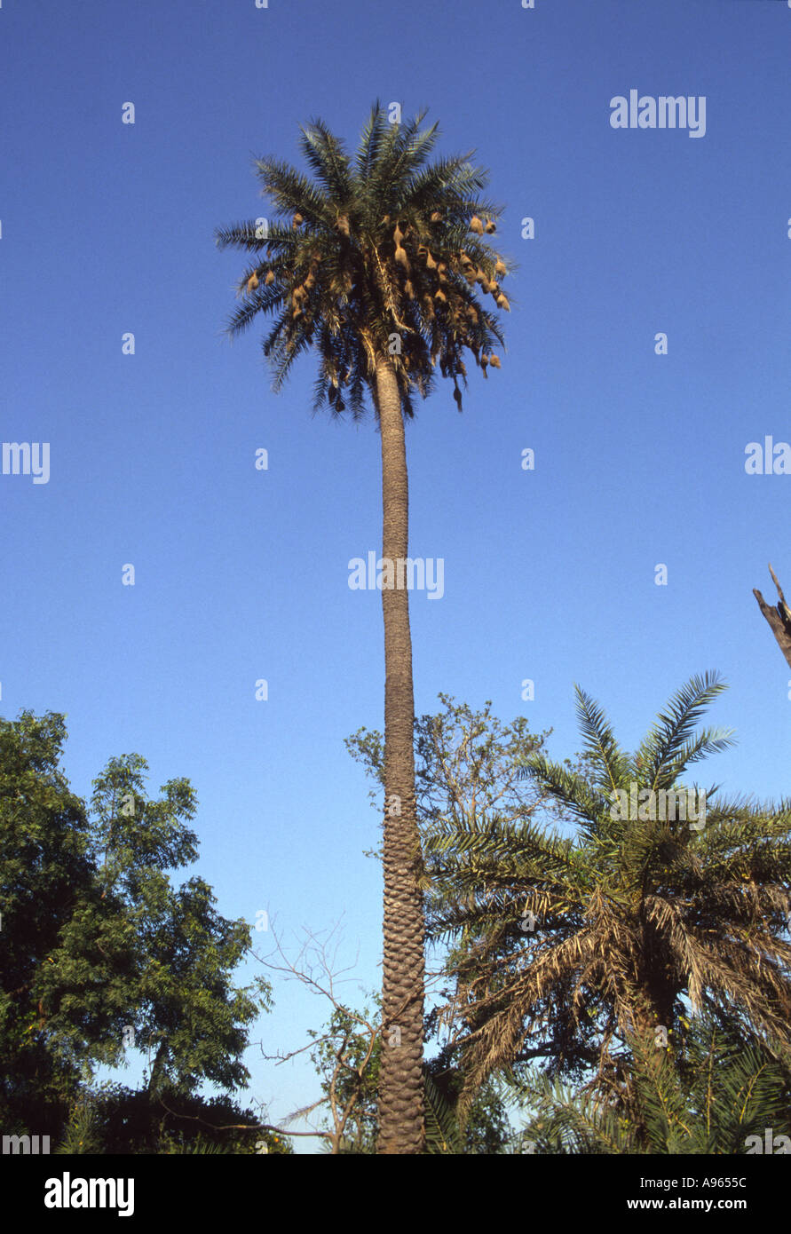 India date palm hi-res stock photography and images - Alamy