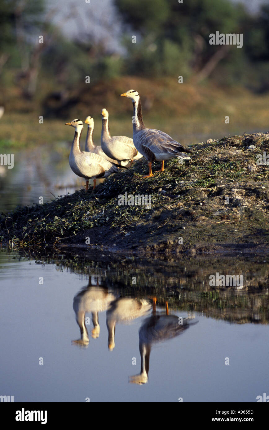 India wildlife bar bar headed bharatpur bird birds flight geese goose ...
