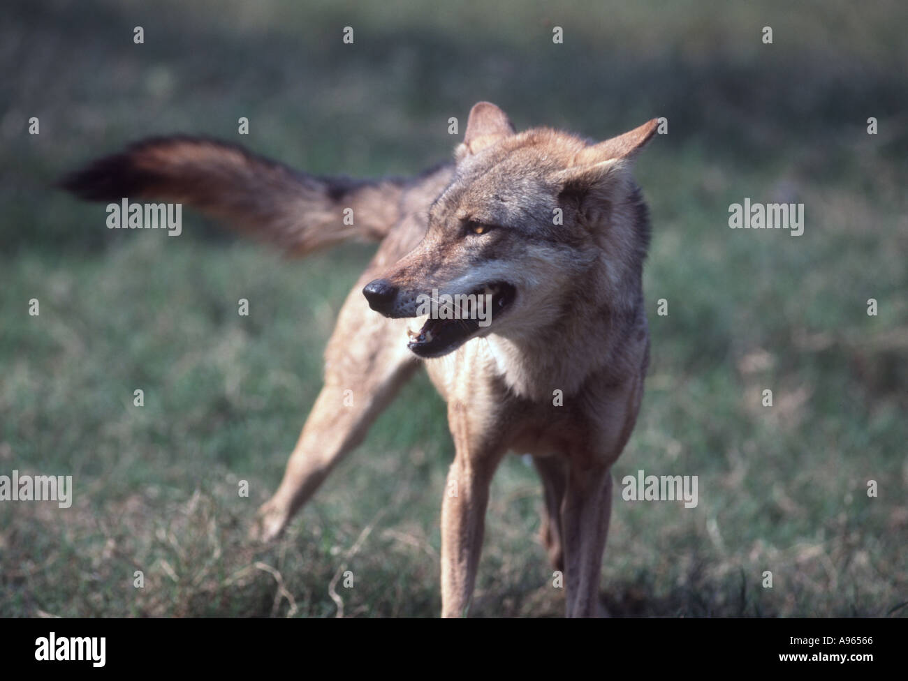 Wolf india hi-res stock photography and images - Alamy