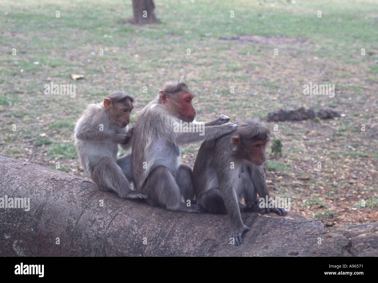 India wildlife animal animals bandipur behavior behaviour bonnet ...