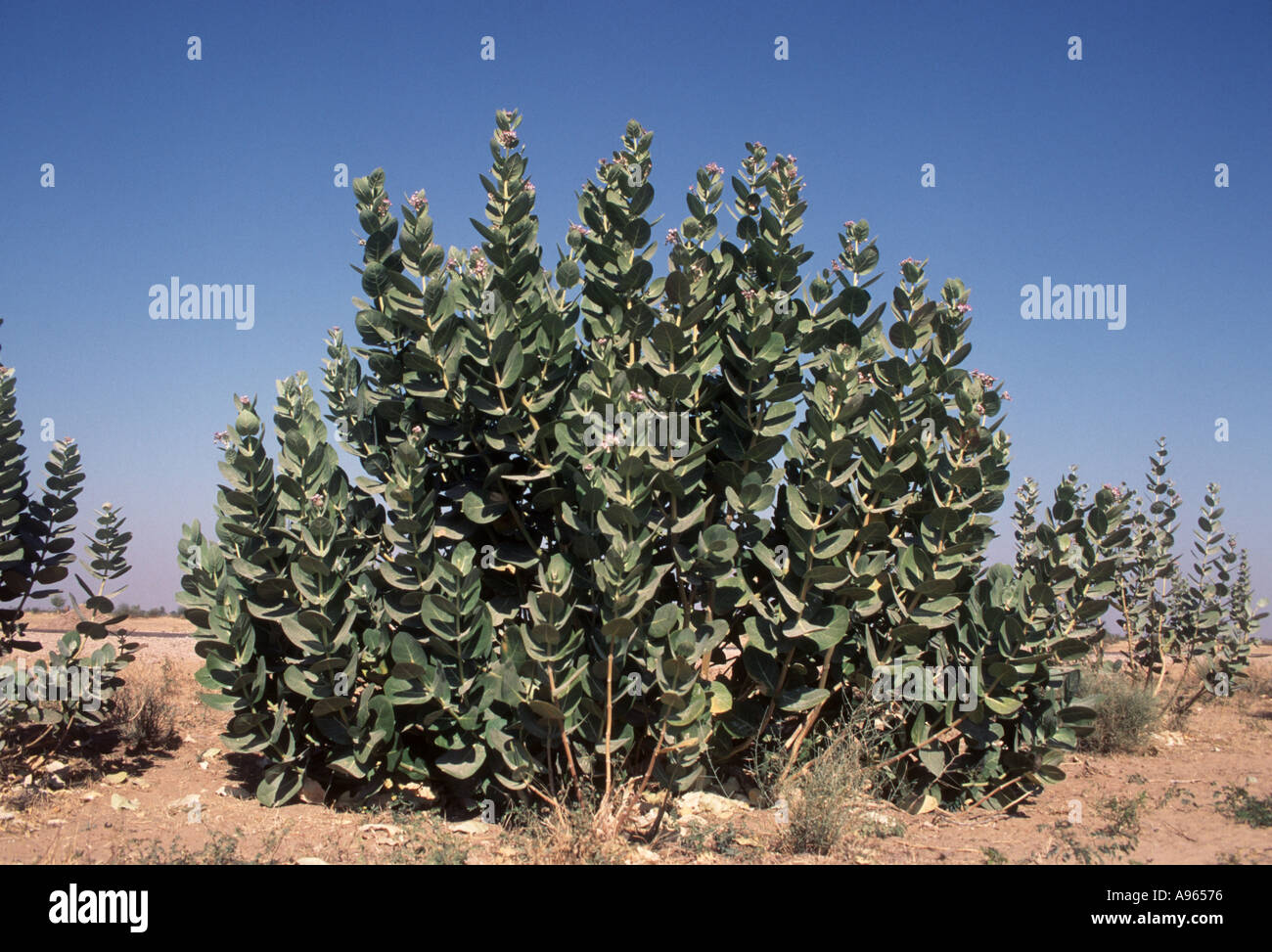India aak desert flower flowering flowers milkweed plant rajasthan sand ...