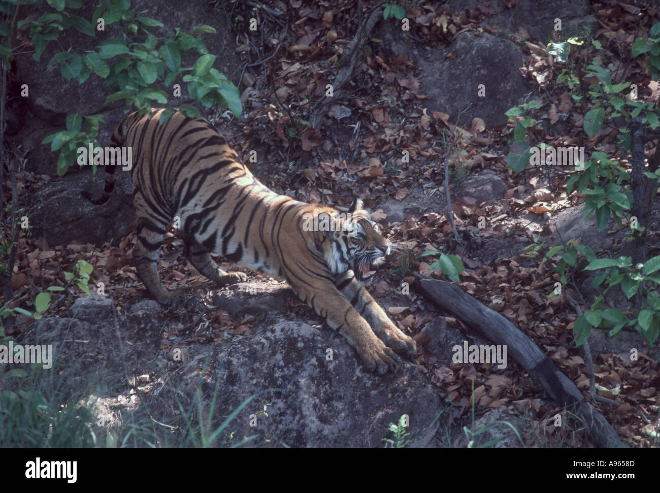 India wildlife animal animals Bandhavgarh bengal carnivore cat ...
