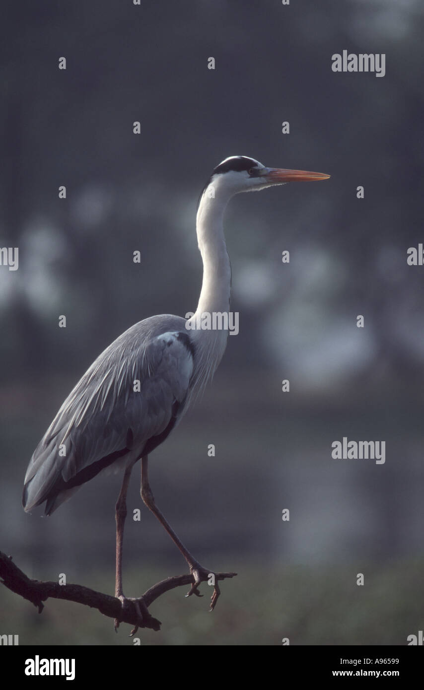 India wildlife Bharatpur bird birds grey heron Keoladeo rajasthan Stock ...