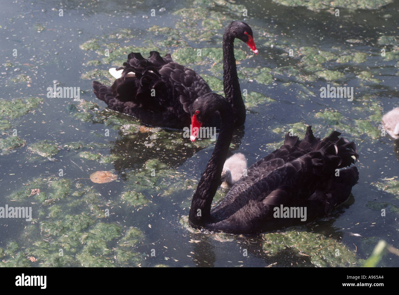australian bird birds black cygnet swan Stock Photo - Alamy