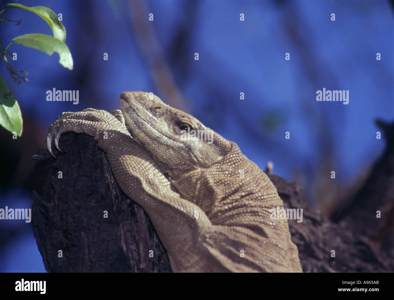 India wildlife basking Bharatpur close up Keoladeo lizard lizards ...