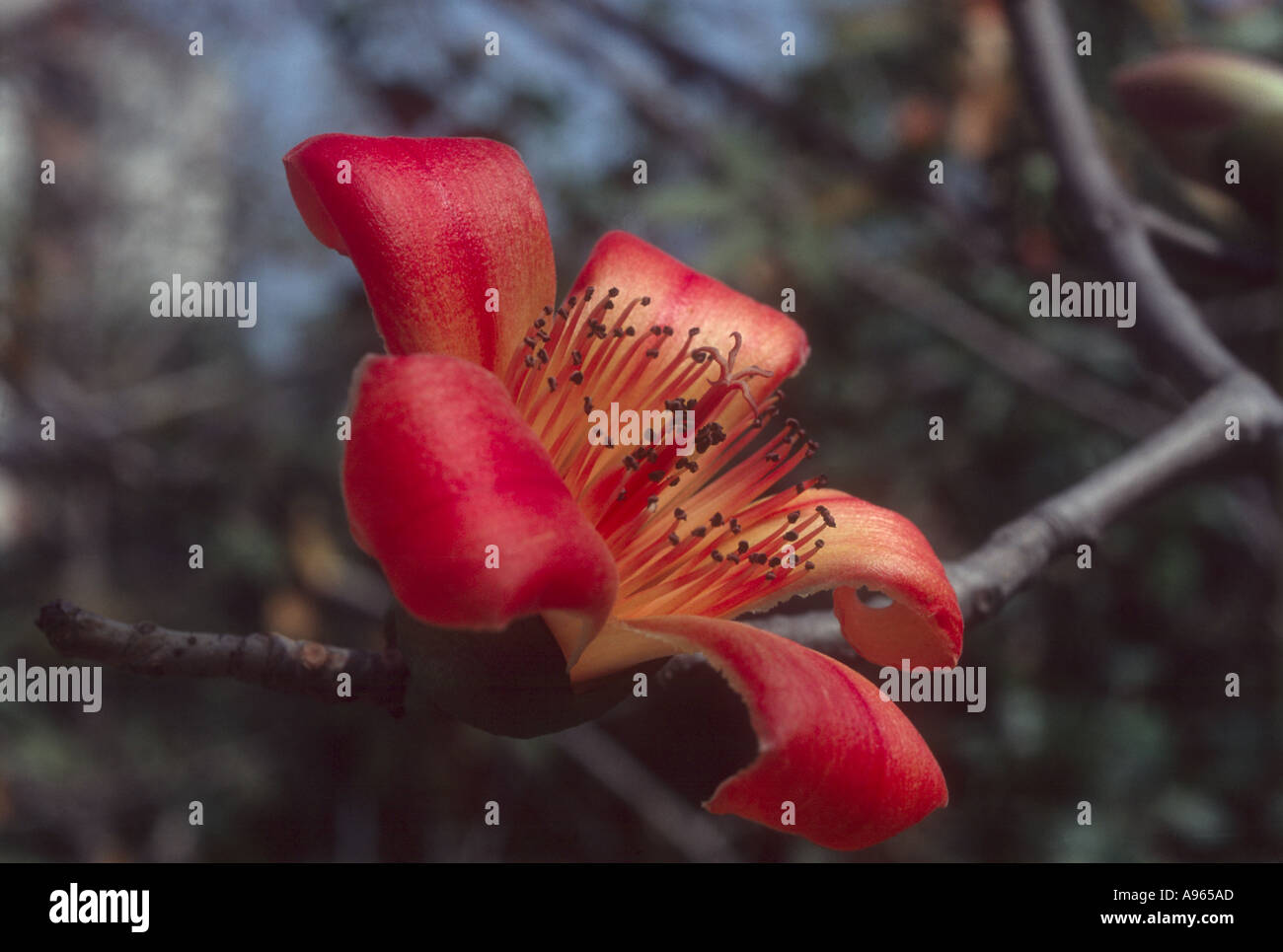 Semul hi-res stock photography and images - Alamy