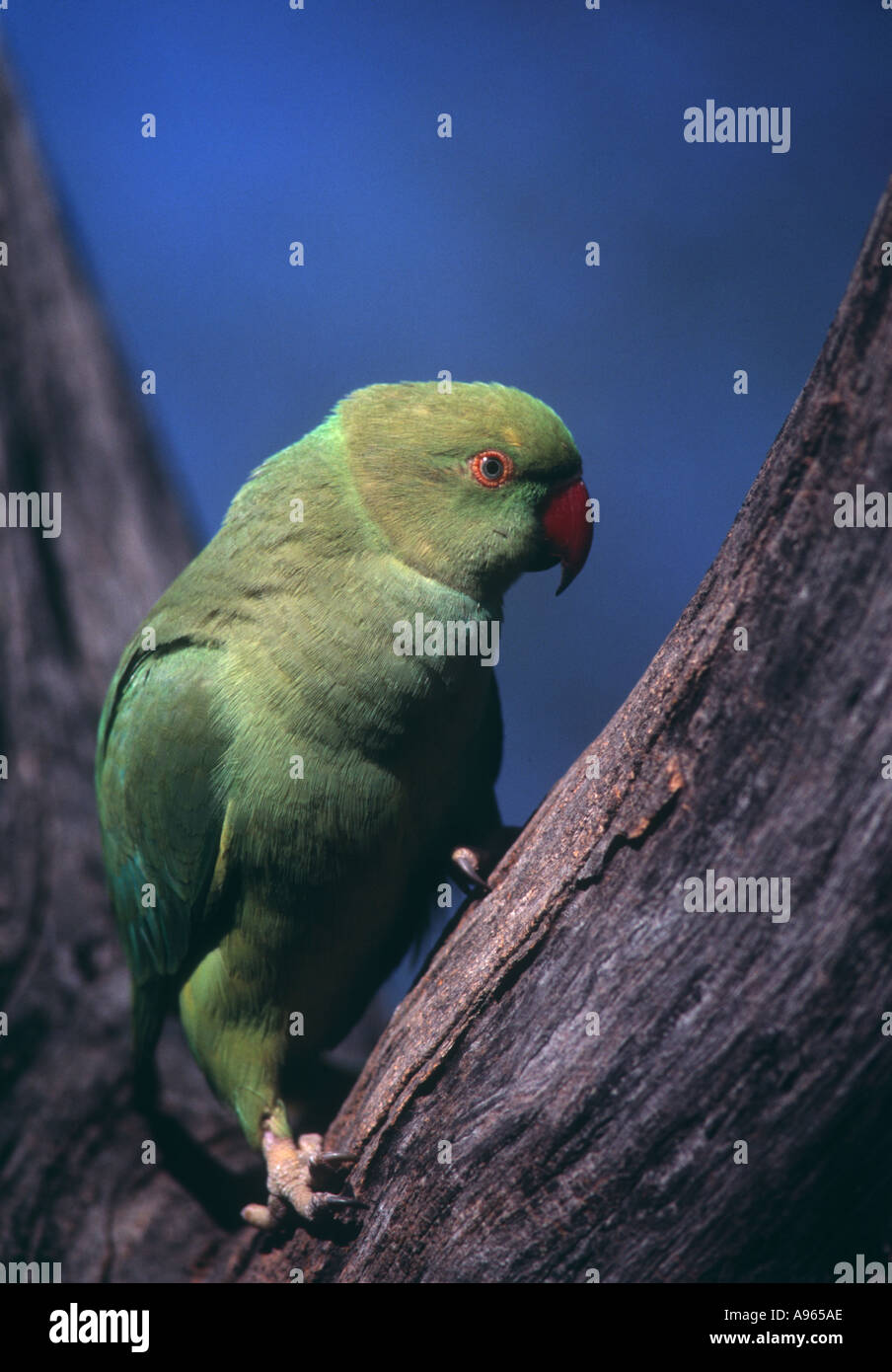 Parro hi-res stock photography and images - Alamy