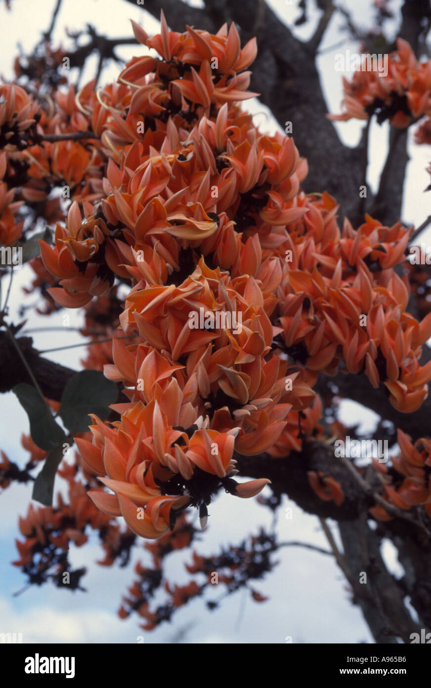 India flame flower flowering flowers forest forests of palash red the ...