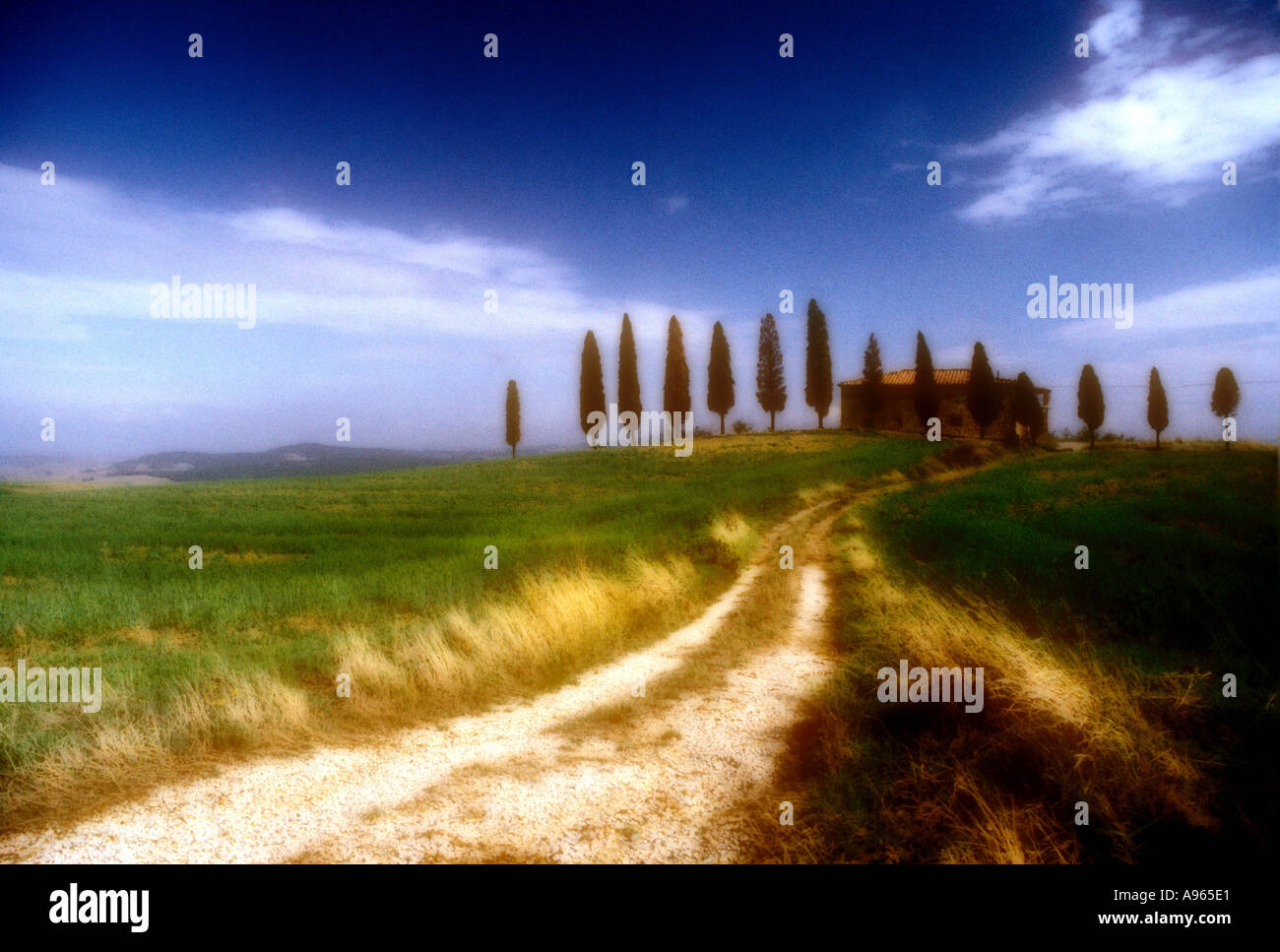 Lombardy Italy Poplar Trees High Resolution Stock Photography and ...