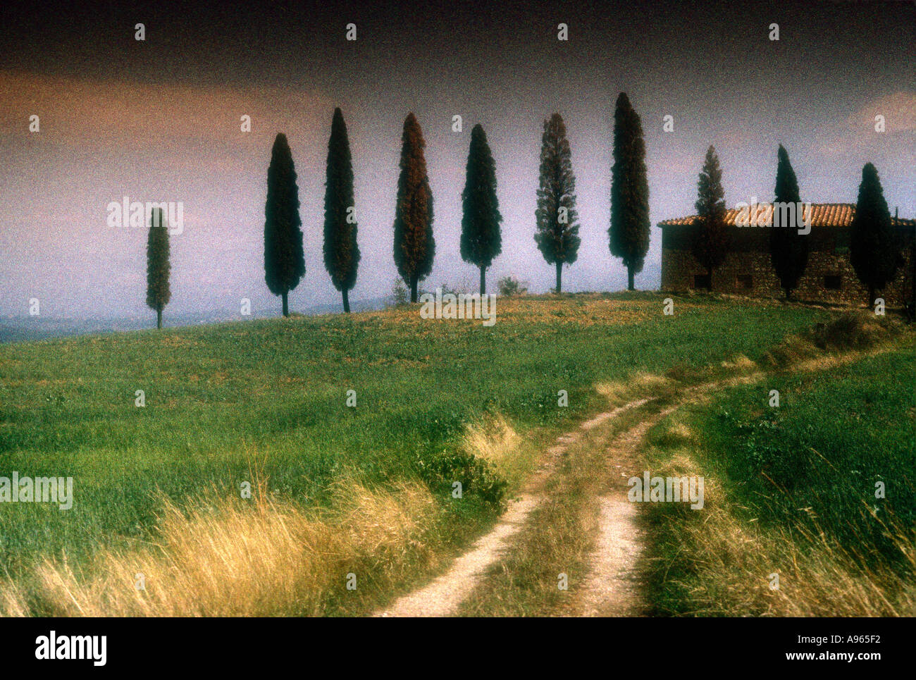 Lombardy Italy Poplar Trees High Resolution Stock Photography and ...