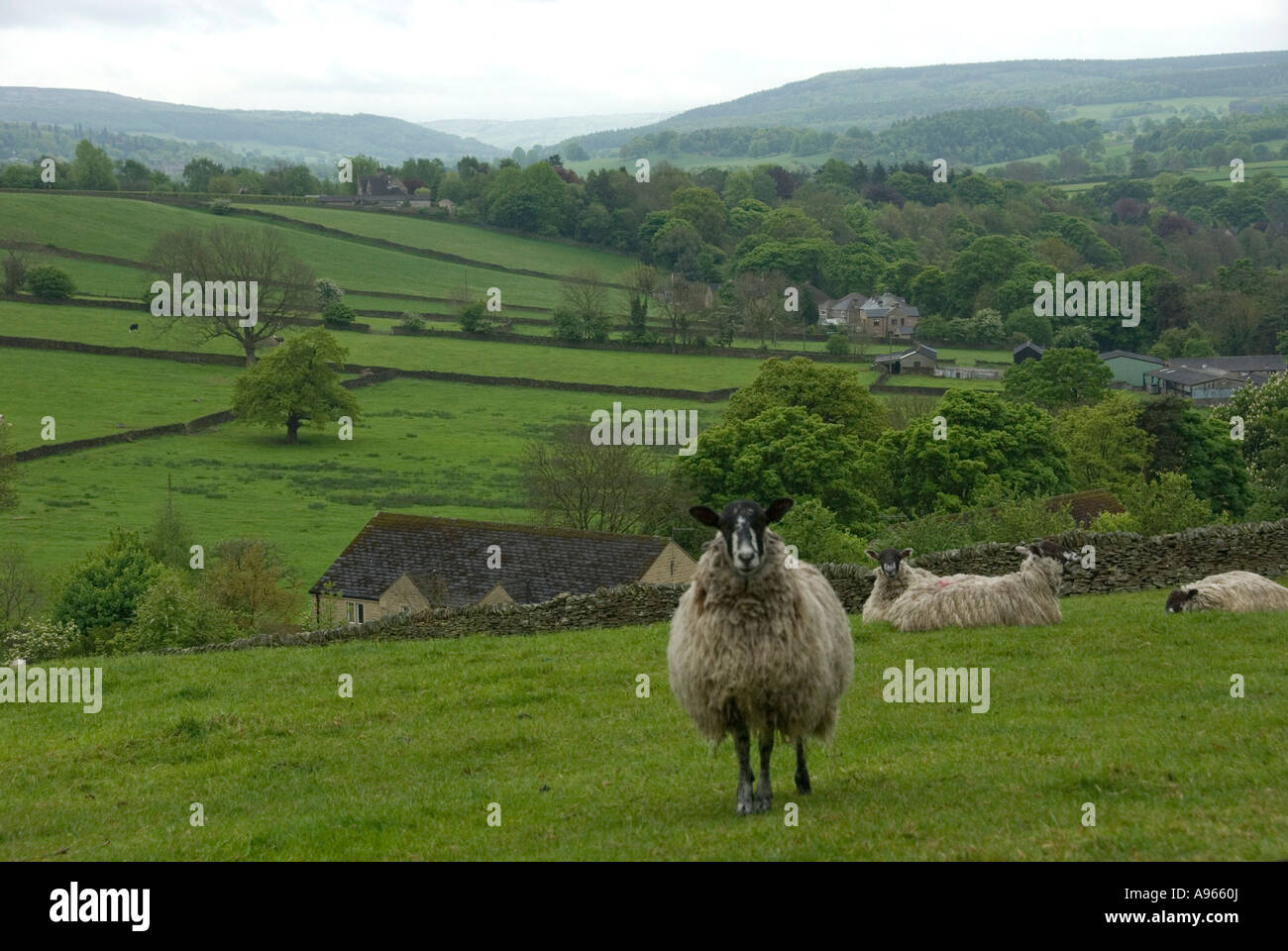 Sheep in field with green landscape trees hills farm buildings Stock ...