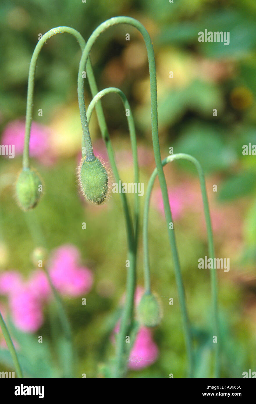 Field poppy seed pod hi-res stock photography and images - Alamy