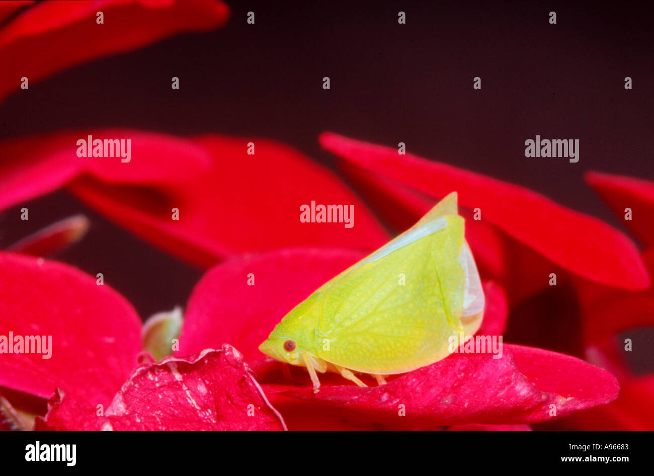 Planthopper bug hi-res stock photography and images - Alamy