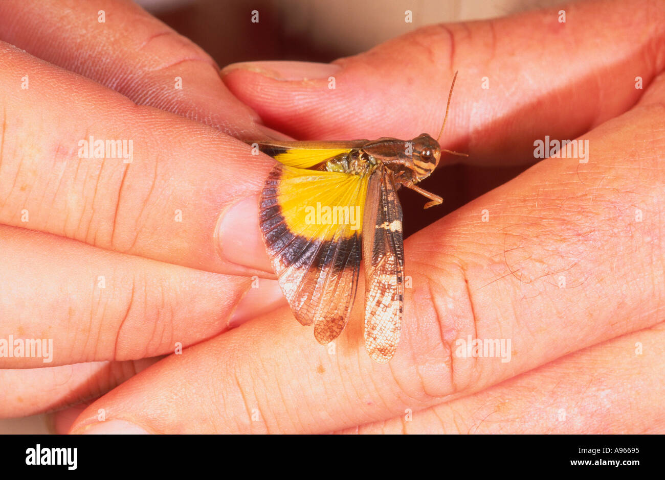 Australian Yellow winged locust with one wing outstretched Stock Photo ...