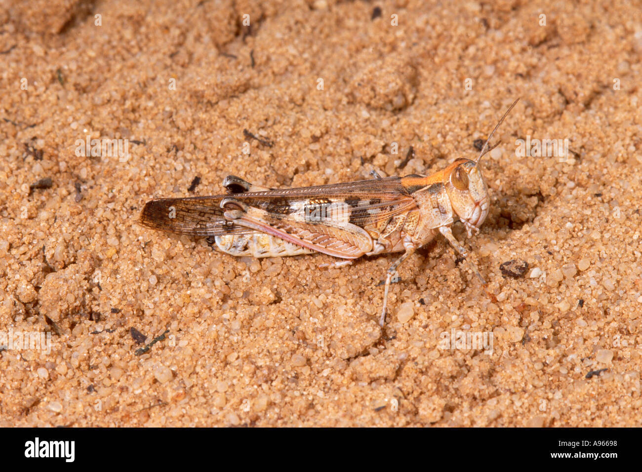 Australian plague locust on sand Stock Photo - Alamy
