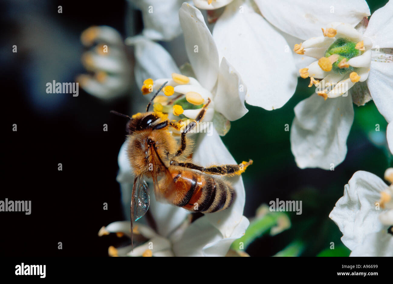 Honey bee on white flowers Stock Photo - Alamy