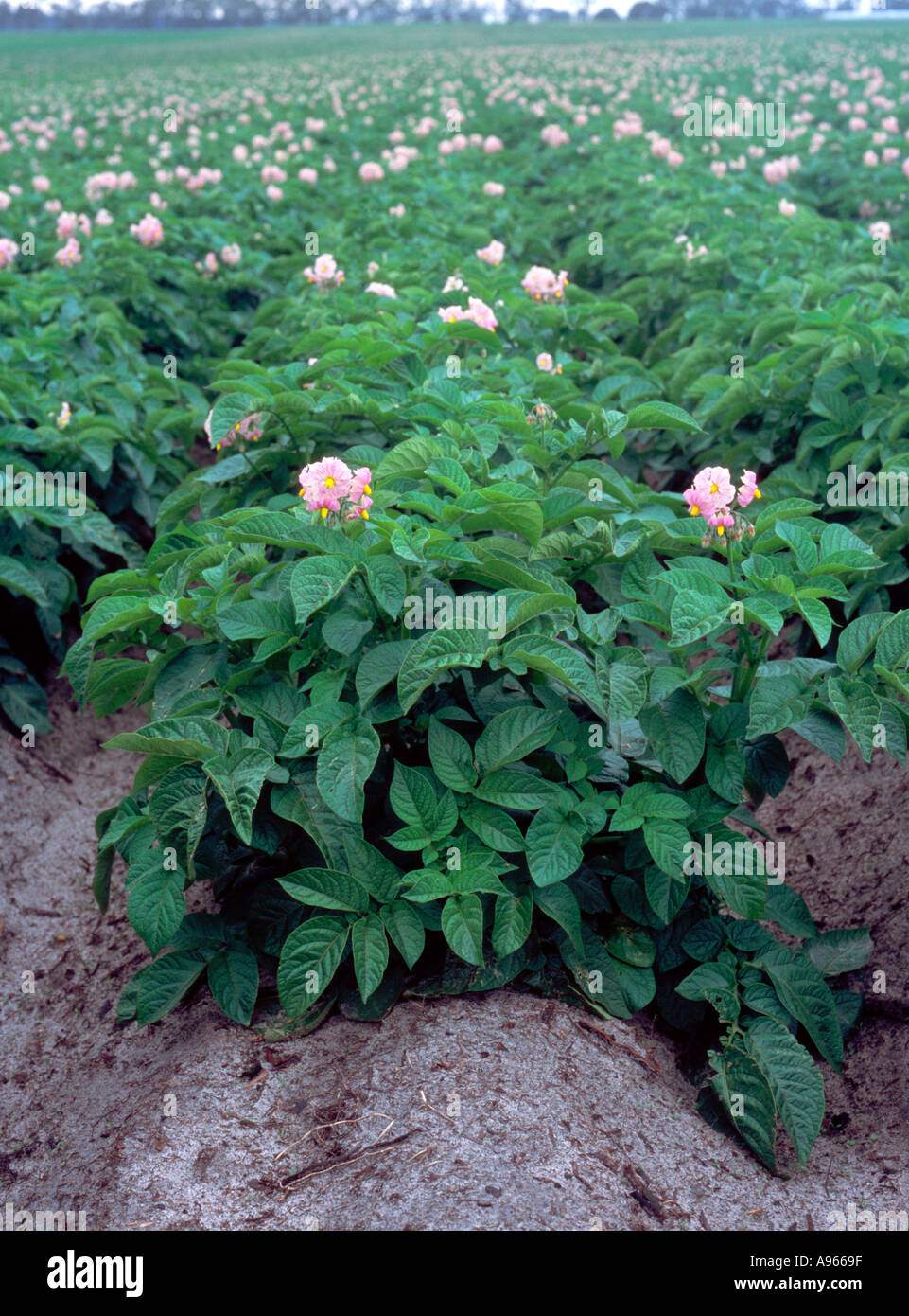Cultivated potato crop in flower Stock Photo - Alamy