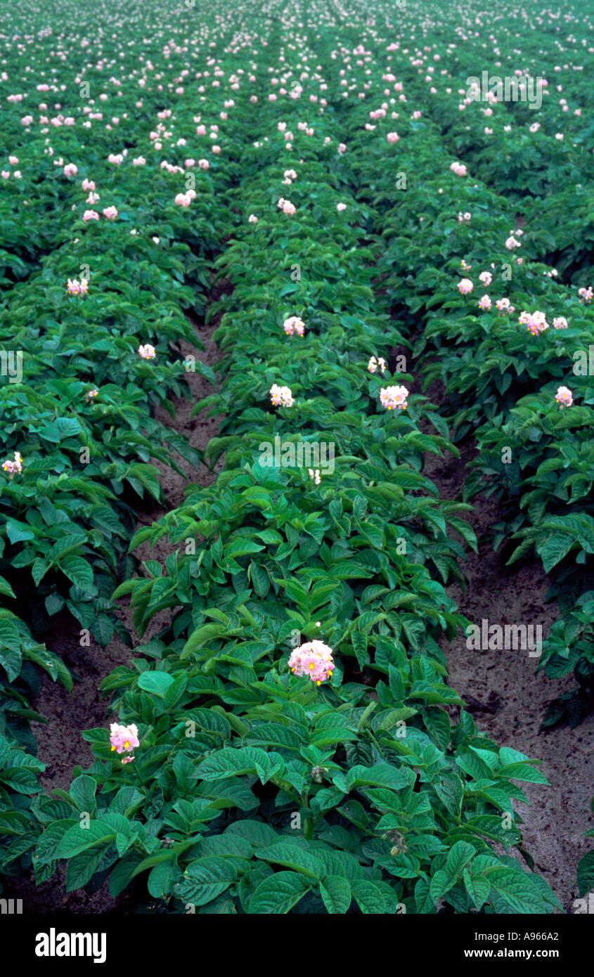 Potato cropping hi-res stock photography and images - Alamy