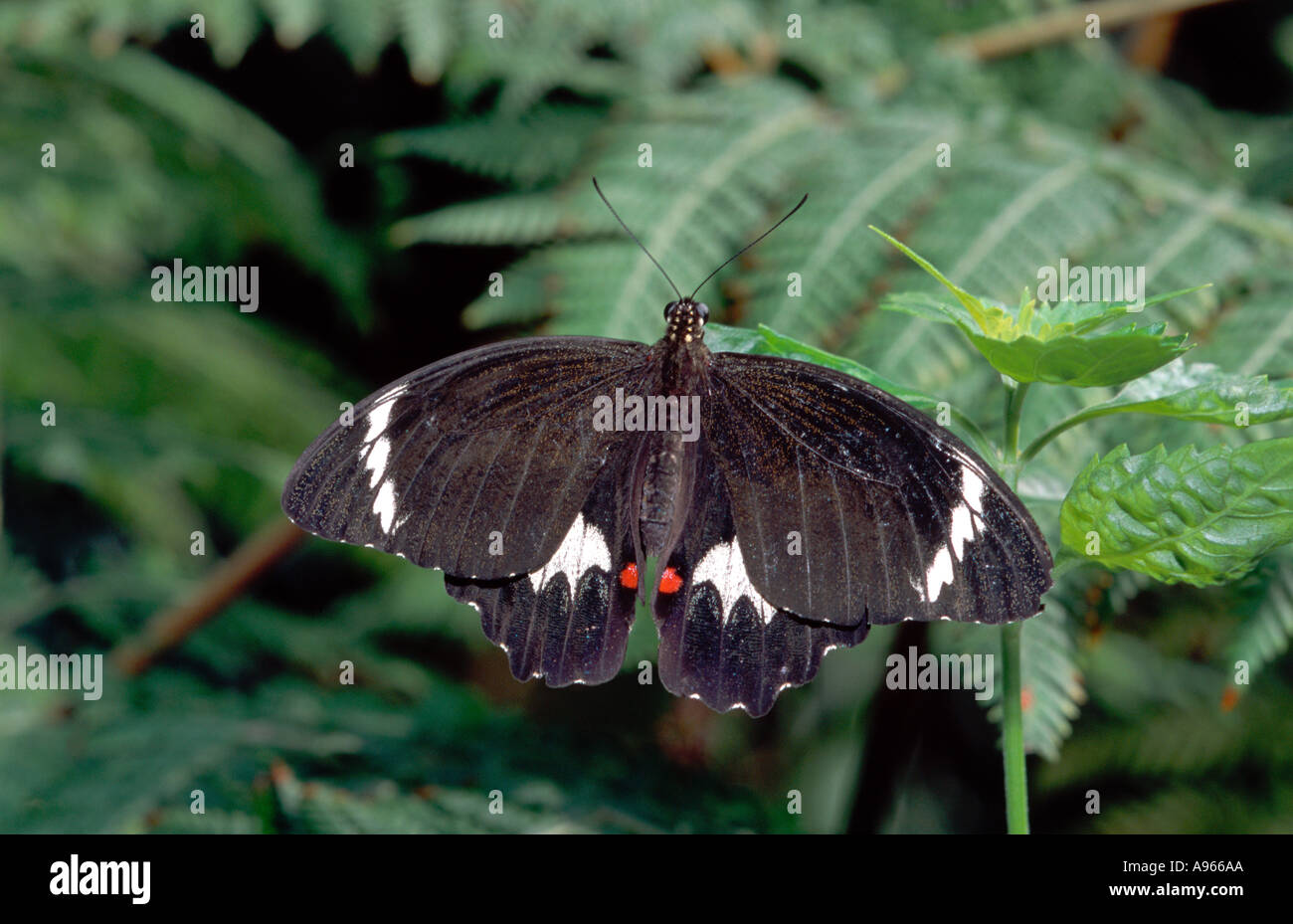 Orchard swallowtail butterfly hi-res stock photography and images - Alamy
