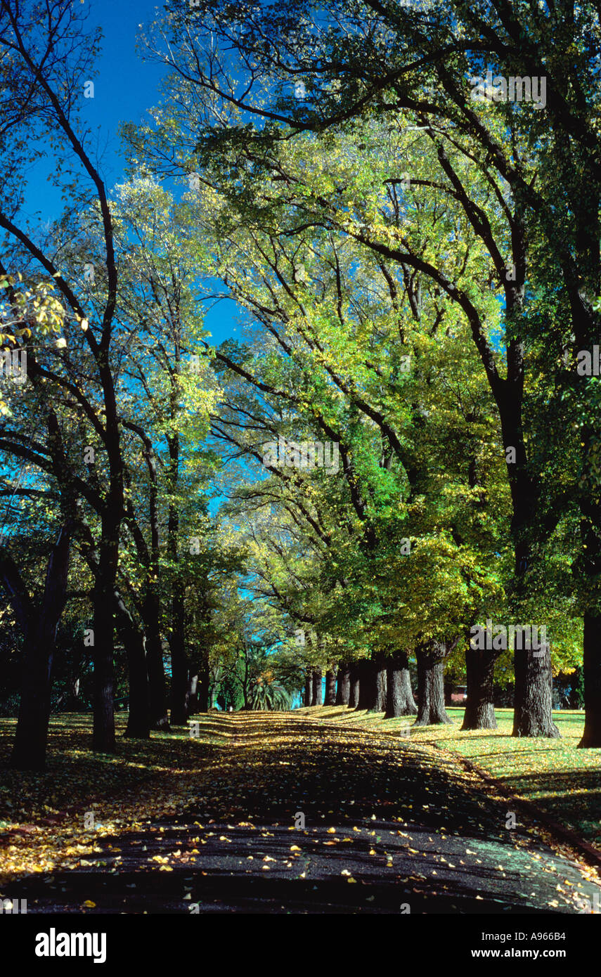 Avenue of elm trees hi-res stock photography and images - Alamy