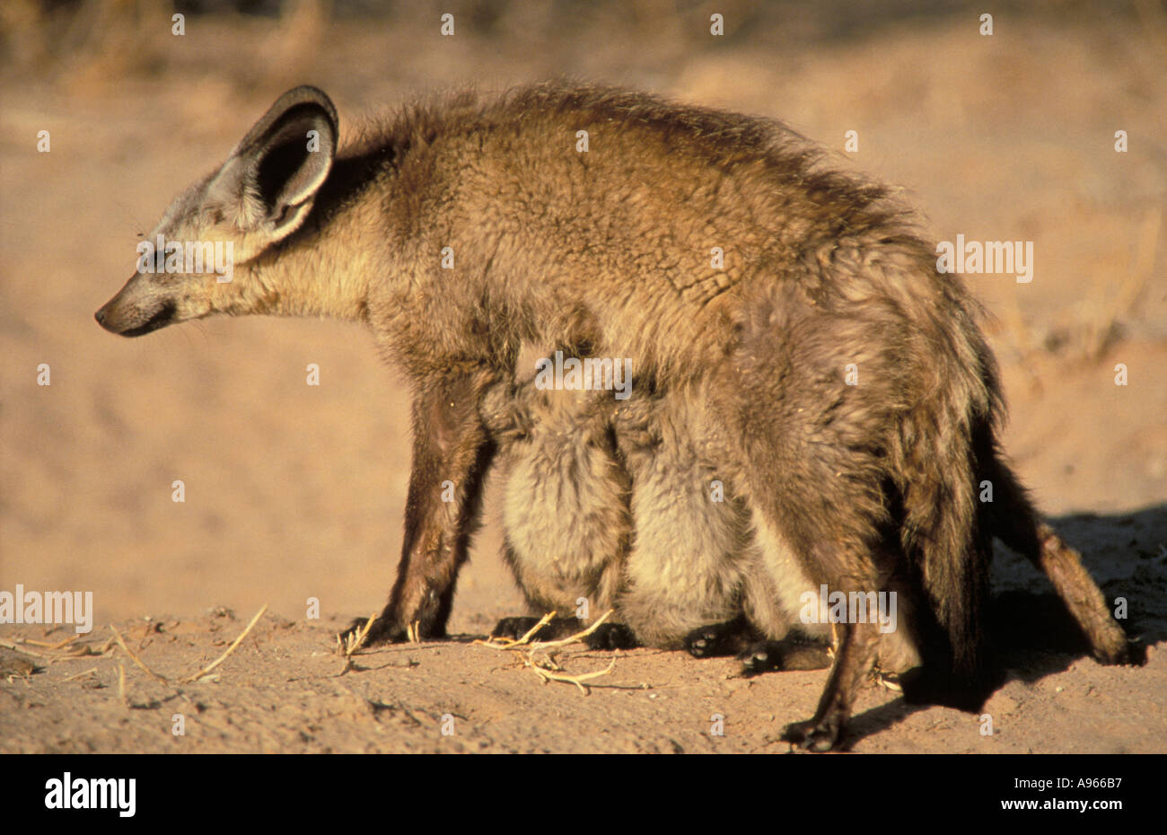 bat eared fox feeding young Stock Photo - Alamy