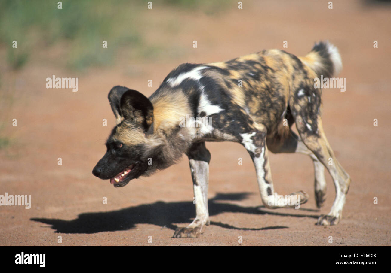 wild dog running Stock Photo - Alamy