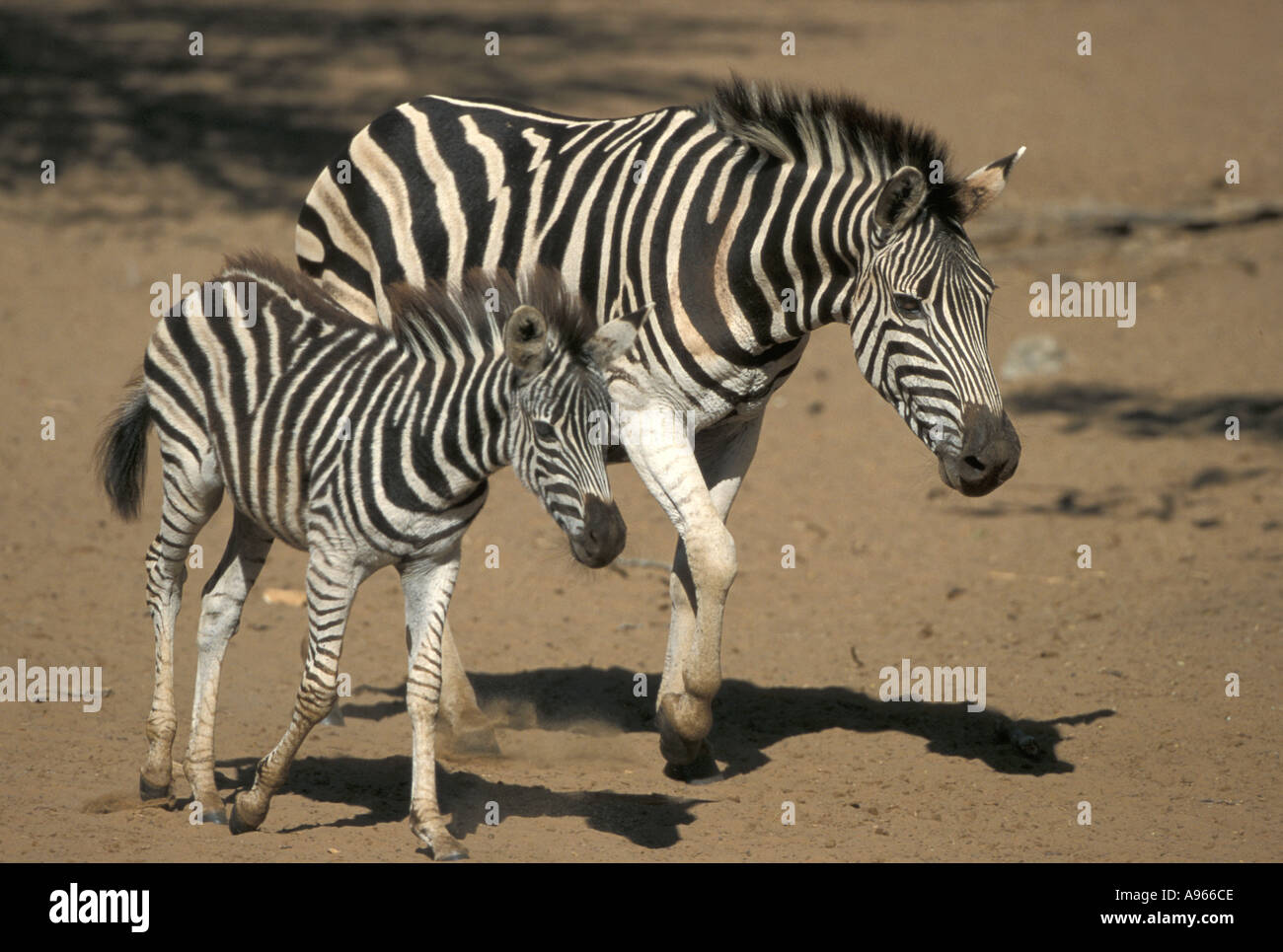zebra with young Stock Photo - Alamy