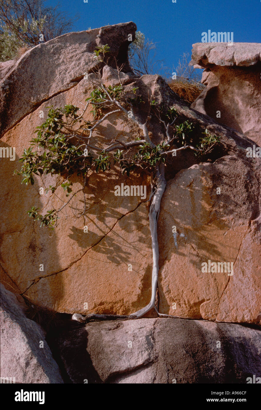 Australian native fig growing on rock face, Magnetic Island, Queensland ...