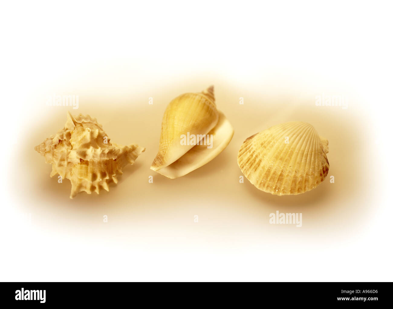 Three Sea Shells Stock Photo - Alamy