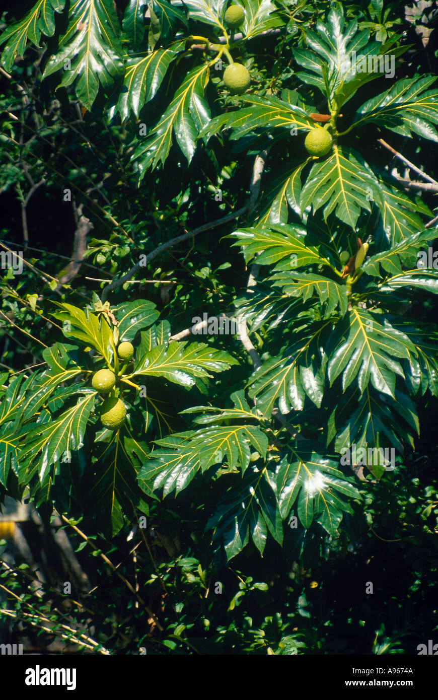BREADFRUIT TOBAGO Trinidad and Tobago Stock Photo - Alamy