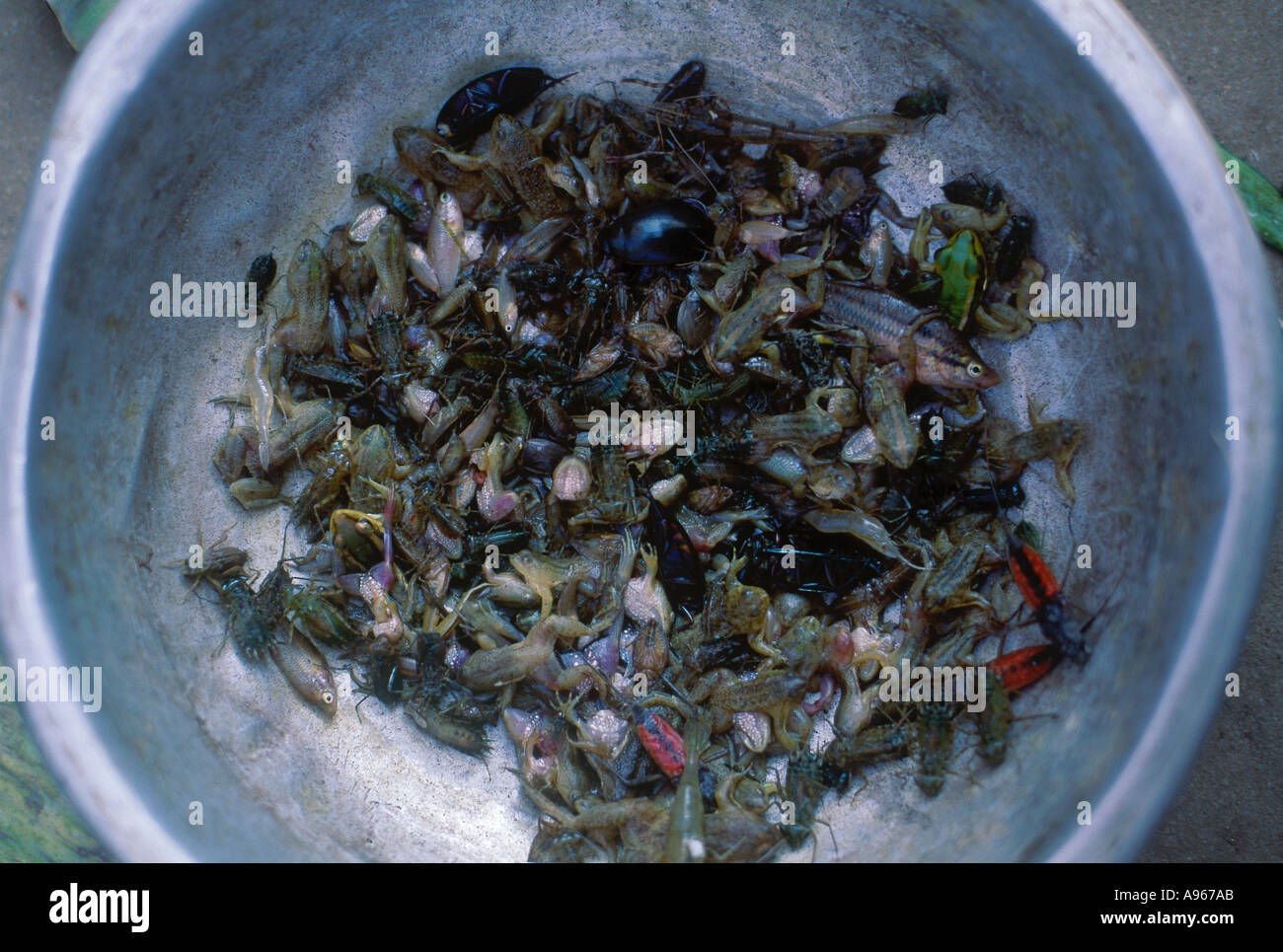 Pan containing frogs, fish and bugs, Nam Ngum Dam, near Vientiane, Lao ...