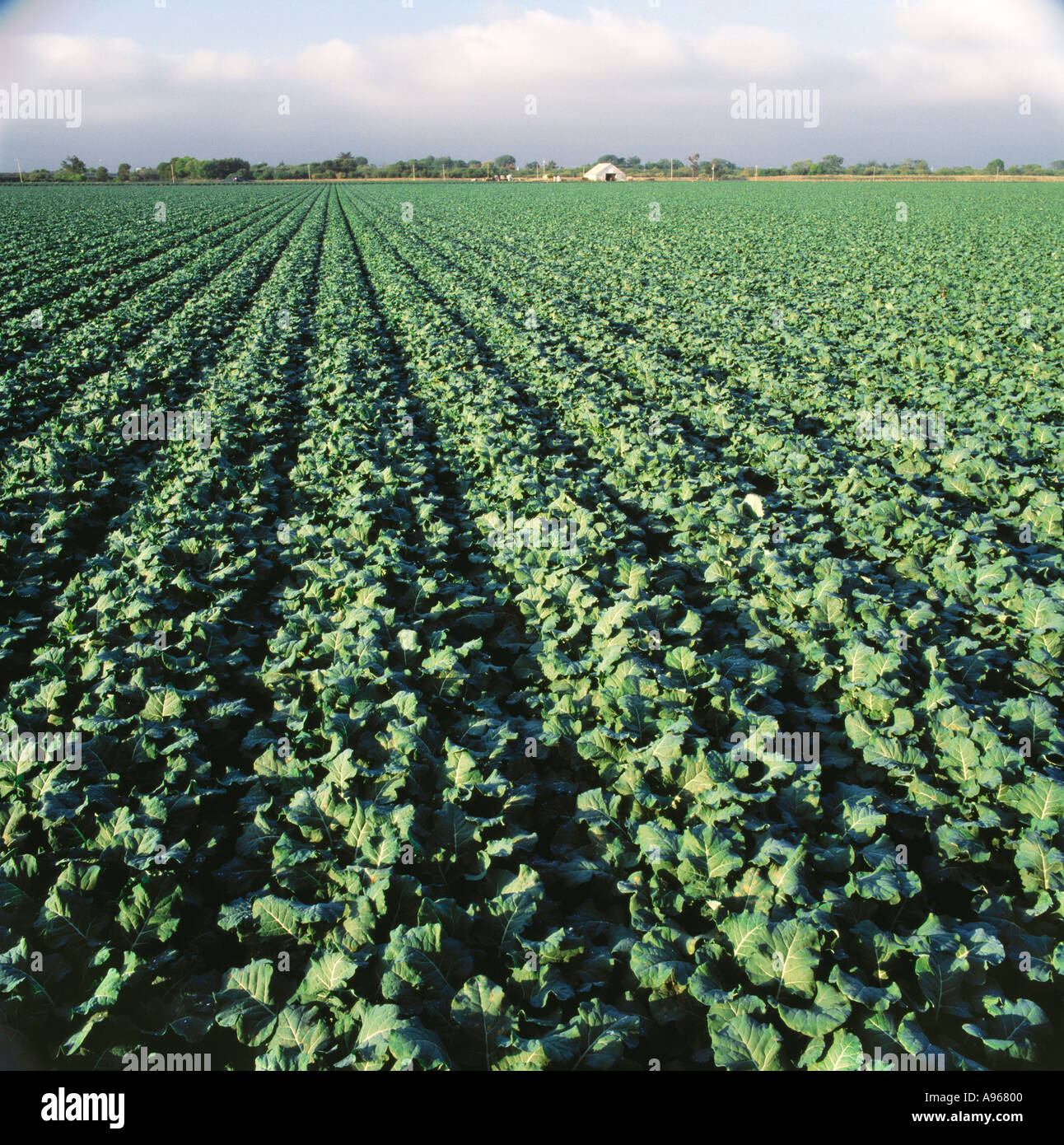 Agriculture - Mid growth broccoli field in late afternoon light with a ...