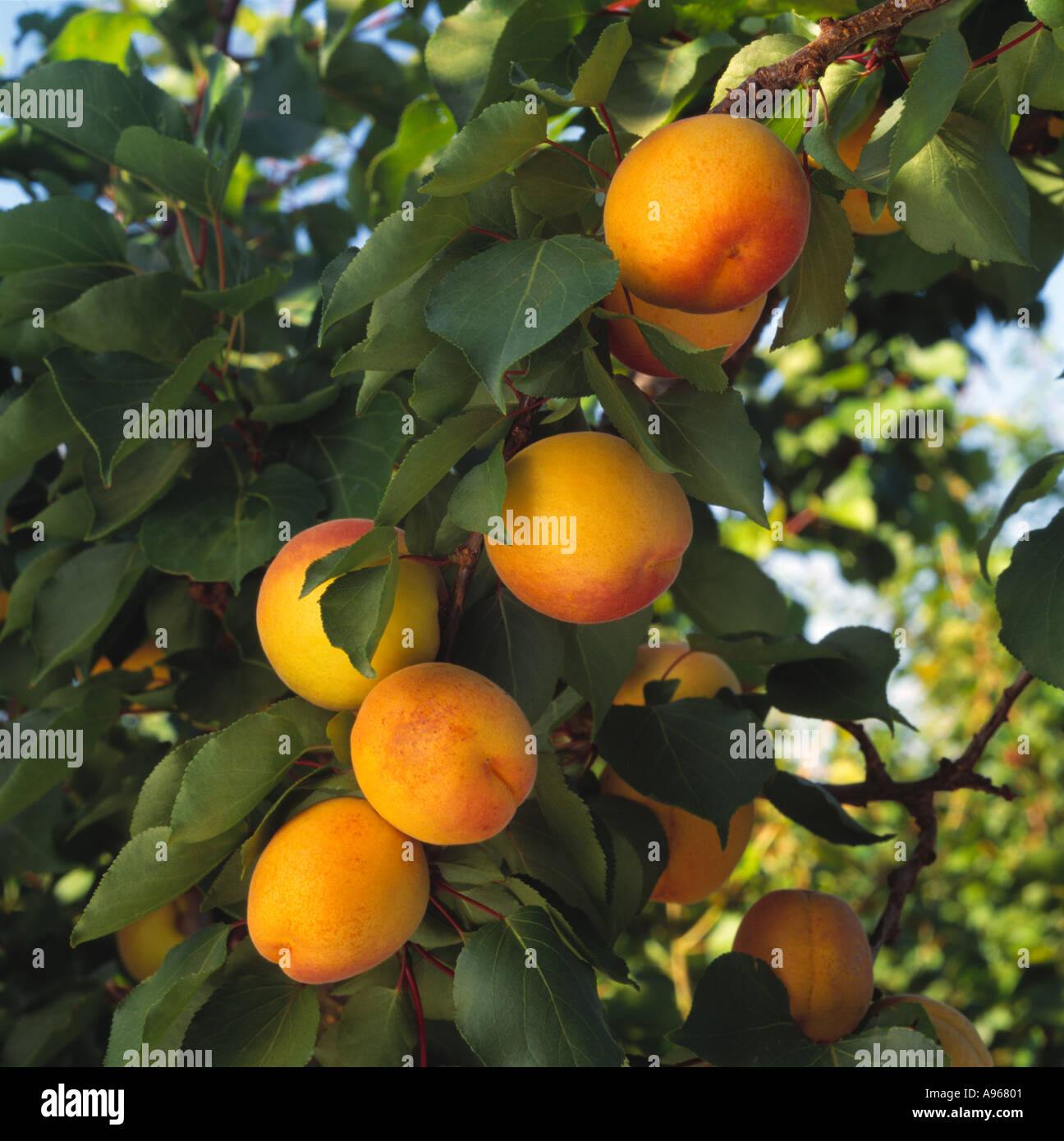 Aprium fruit tree hi-res stock photography and images - Alamy