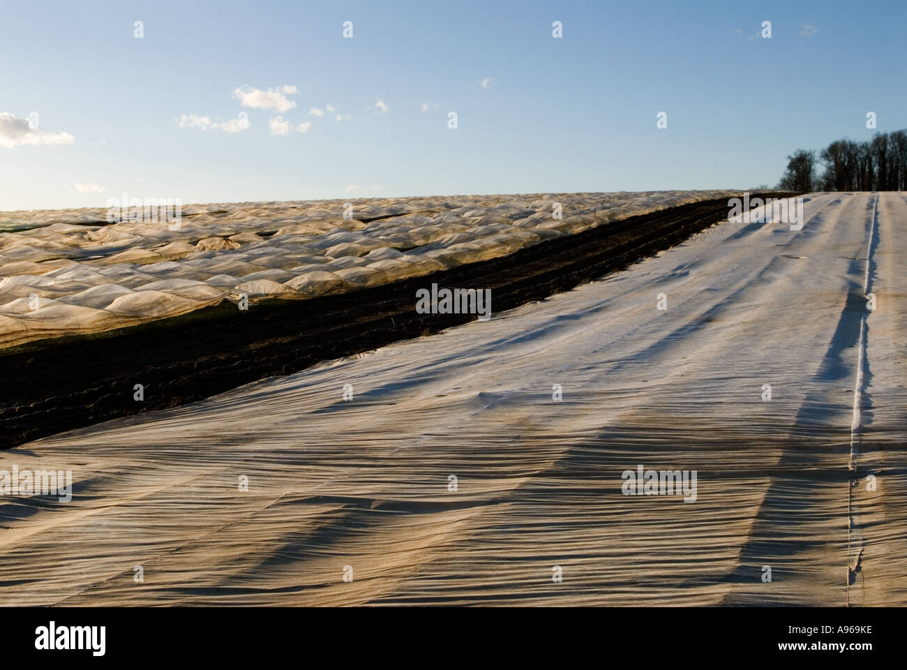 Plastic sheeting covering arable land, polythene sheeting used for crop ...