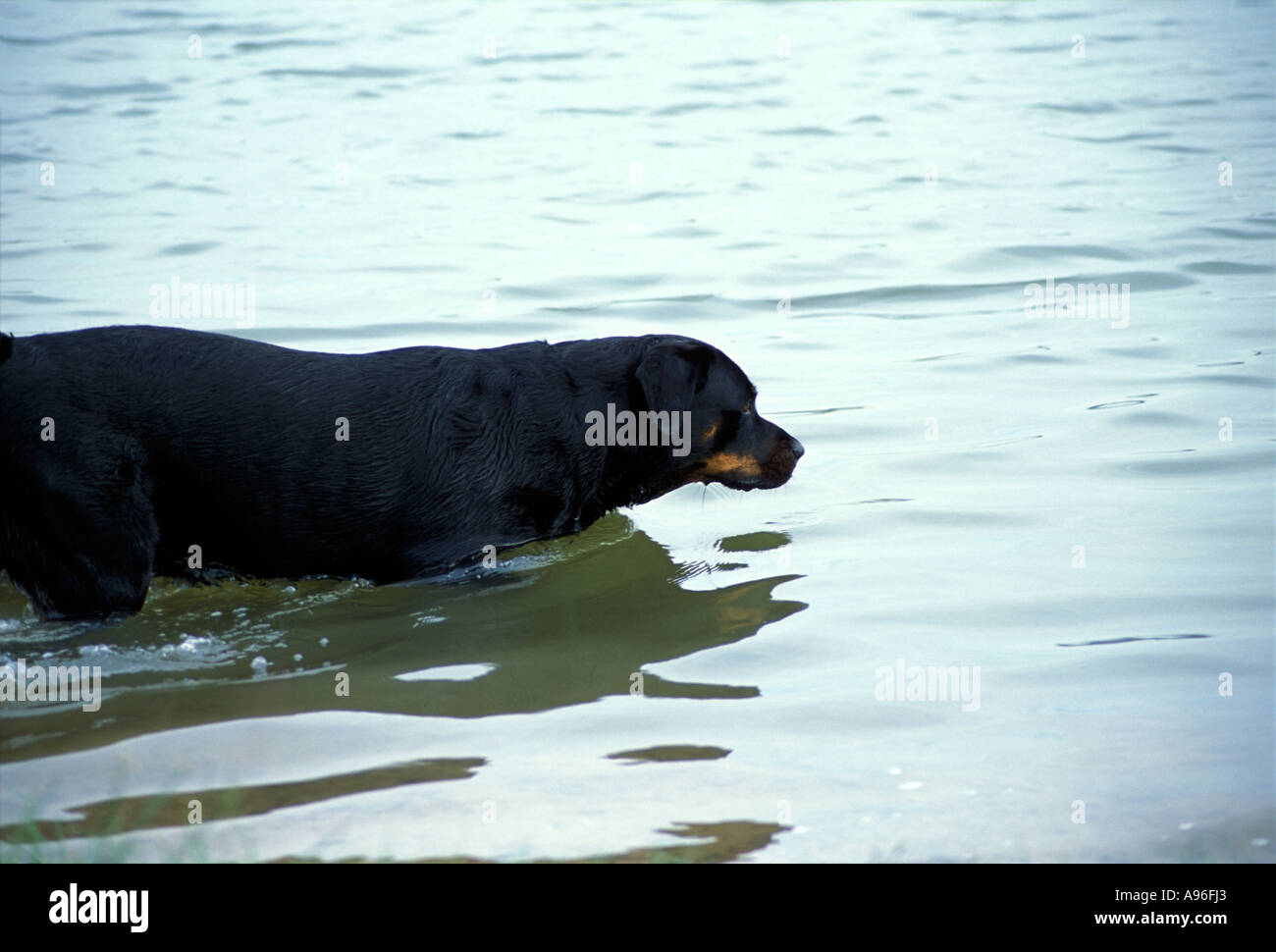 Black dog walking in hi-res stock photography and images - Alamy