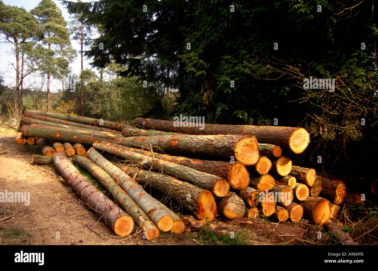 Parkhurst forest hi-res stock photography and images - Alamy