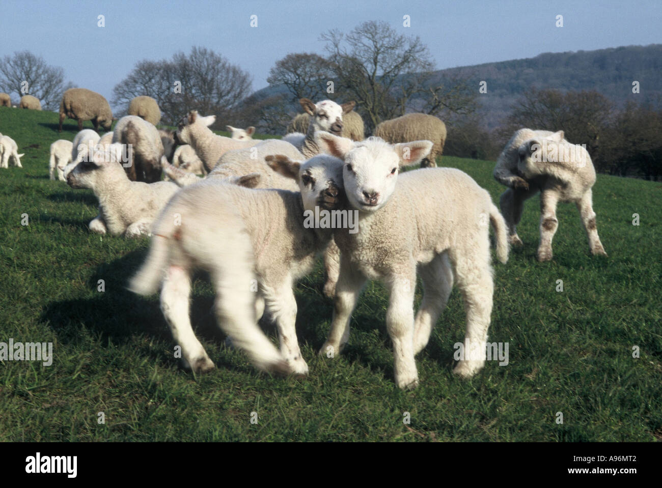 Young lambs tails hi-res stock photography and images - Alamy