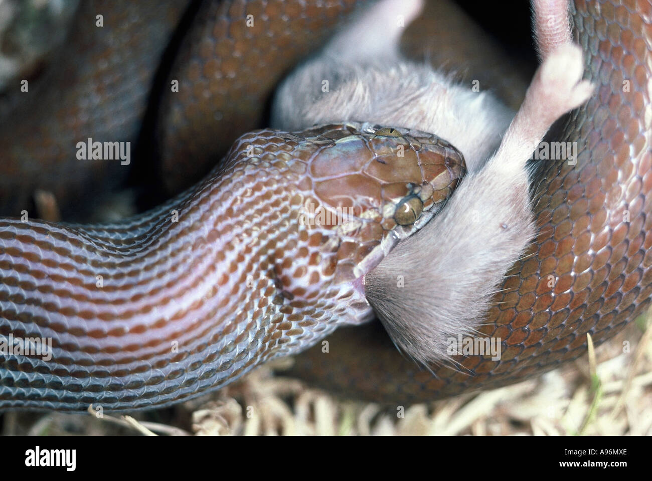 Brown House Snake swallowing mouse, Lamprophis fuliginosus Stock Photo ...