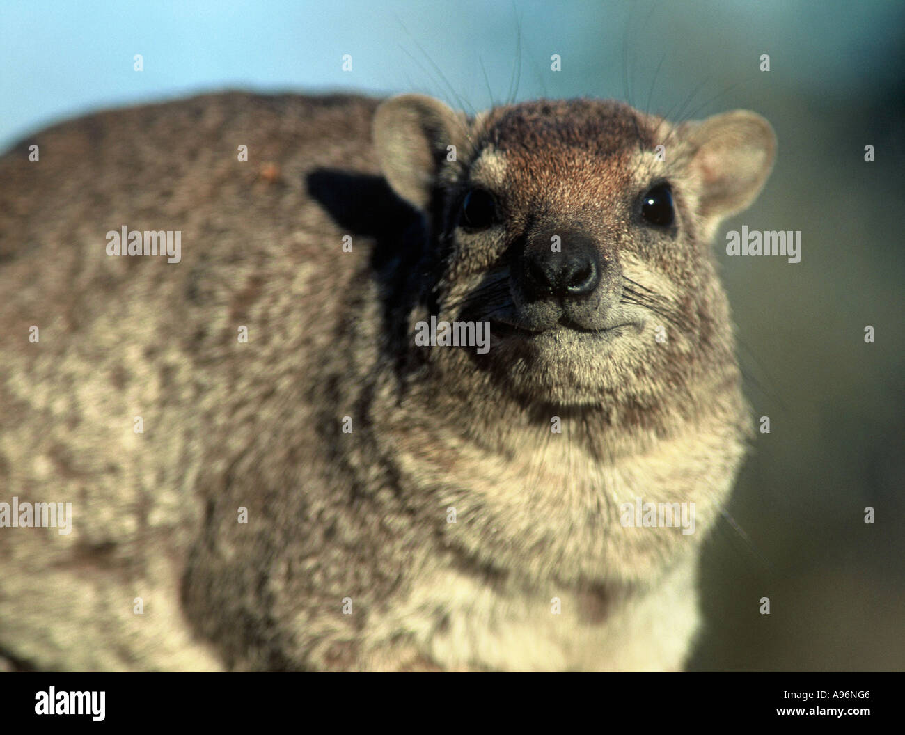 Dassie portrait, Procavia capensis Stock Photo - Alamy