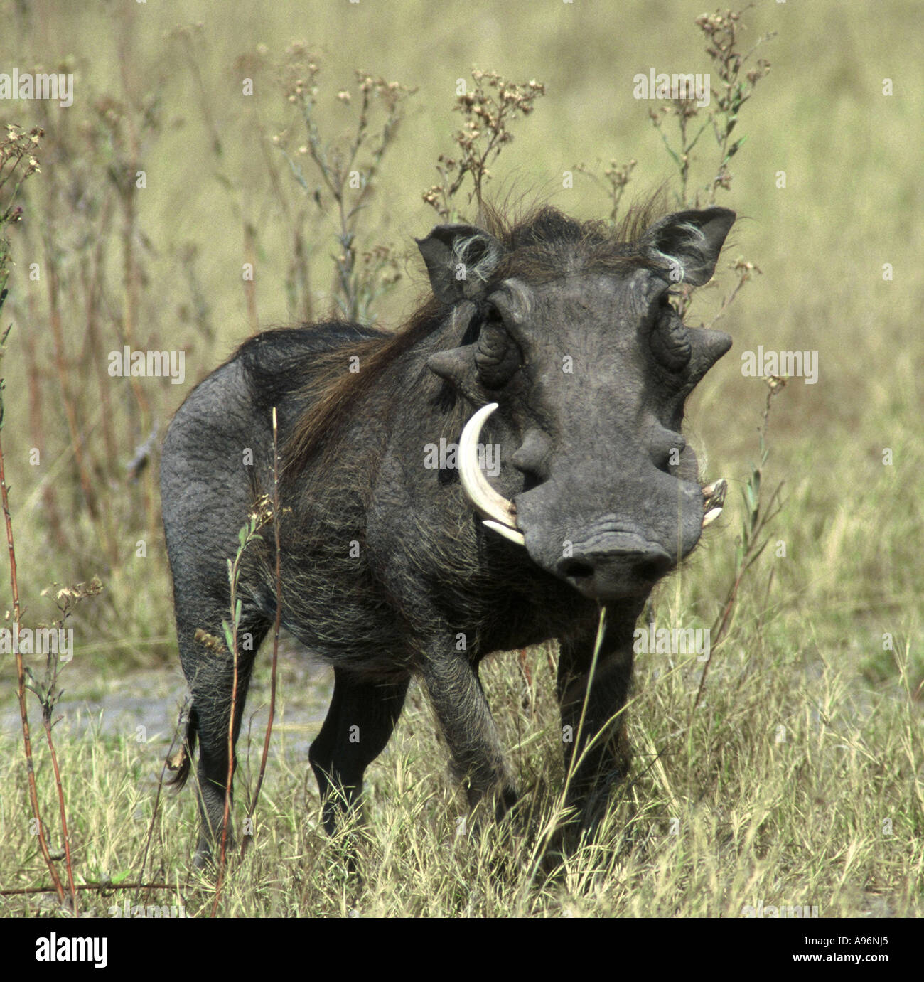 Phacochoerini hi-res stock photography and images - Alamy