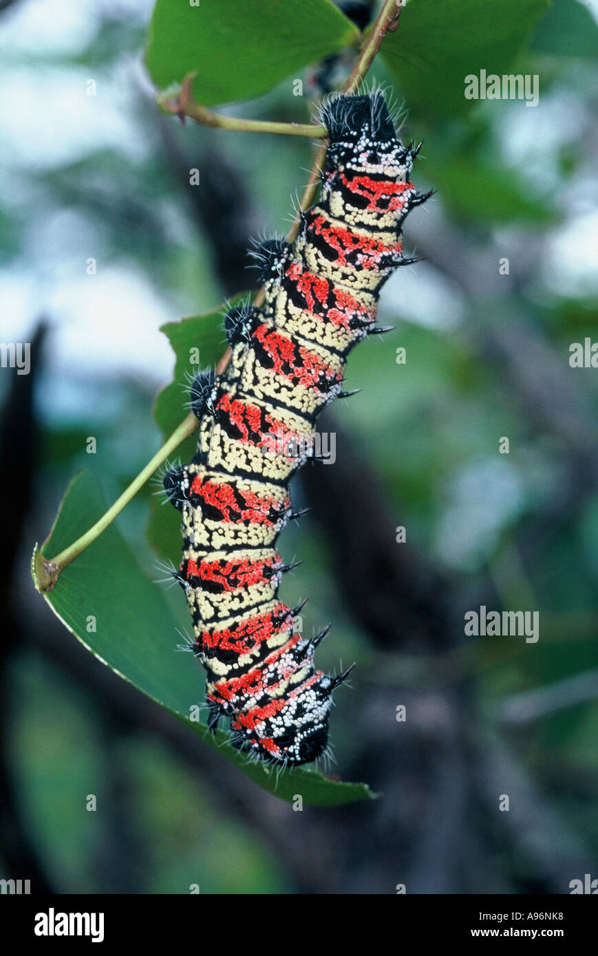 Mopane worm hi-res stock photography and images - Alamy