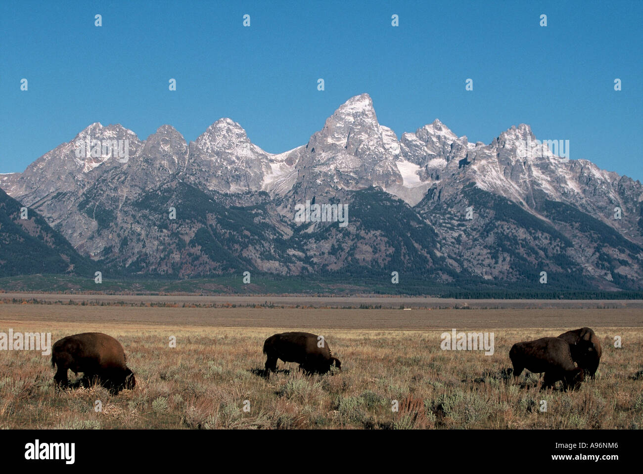 Bison bison Grand Teton National Park Wyoming USA Stock Photo - Alamy