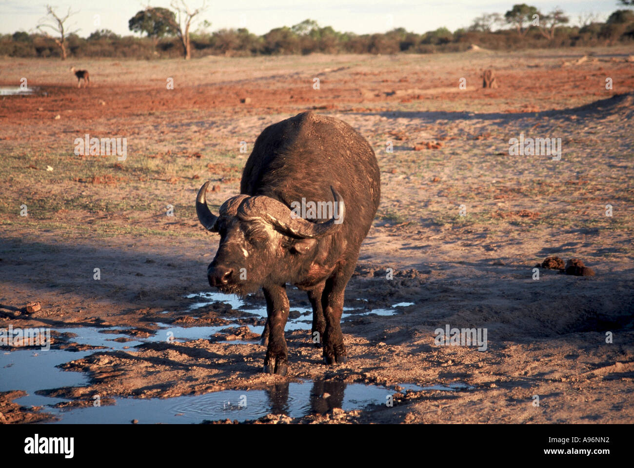 Dagga boy hi-res stock photography and images - Alamy