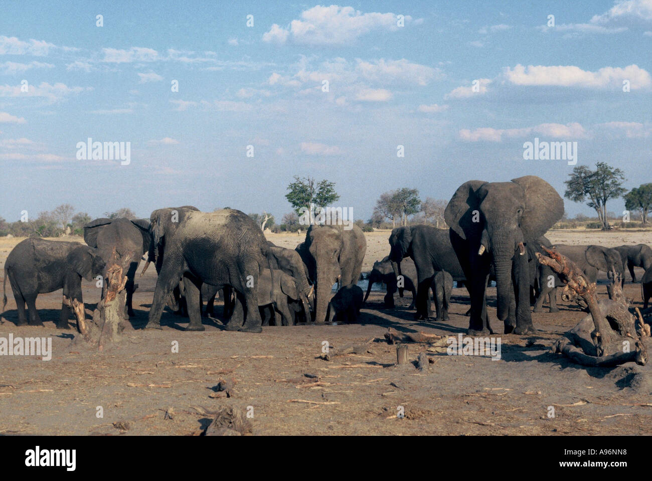 Elephant habitat destruction hi-res stock photography and images - Alamy