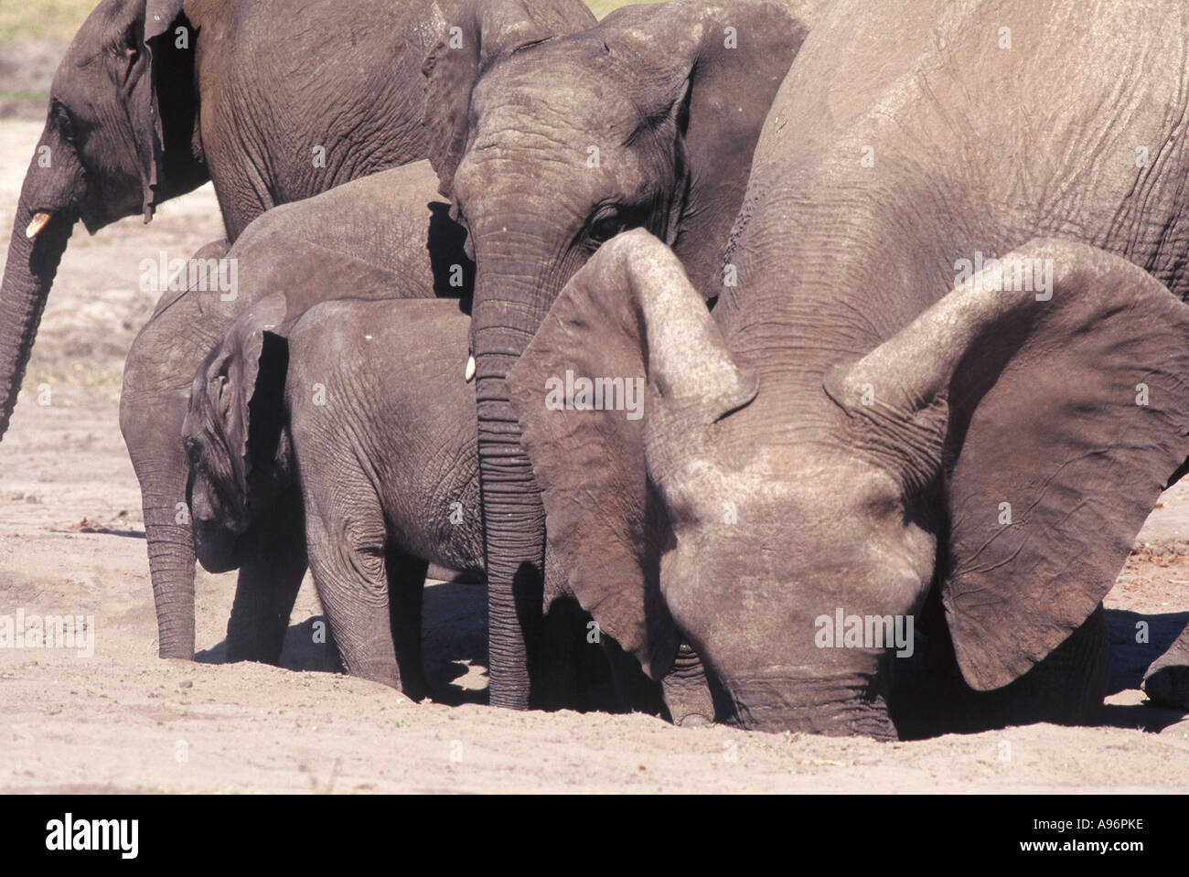Elephant digging mineral hi-res stock photography and images - Alamy
