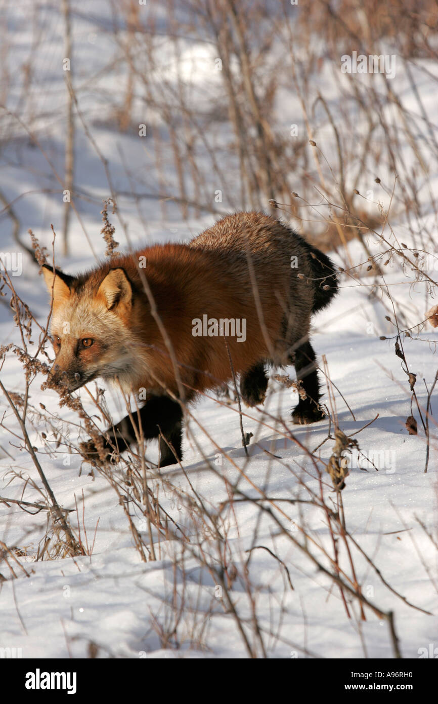 Red foxes snow minnesota hi-res stock photography and images - Alamy